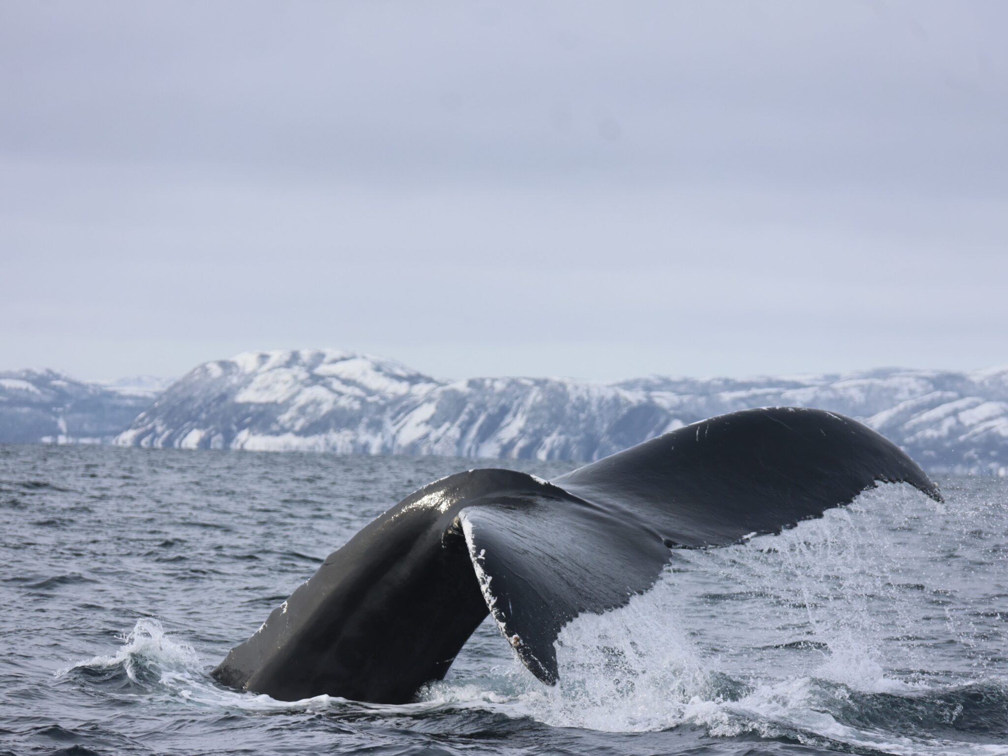 When is the best time to see whales in Newfoundland? | Sea Of Whales ...