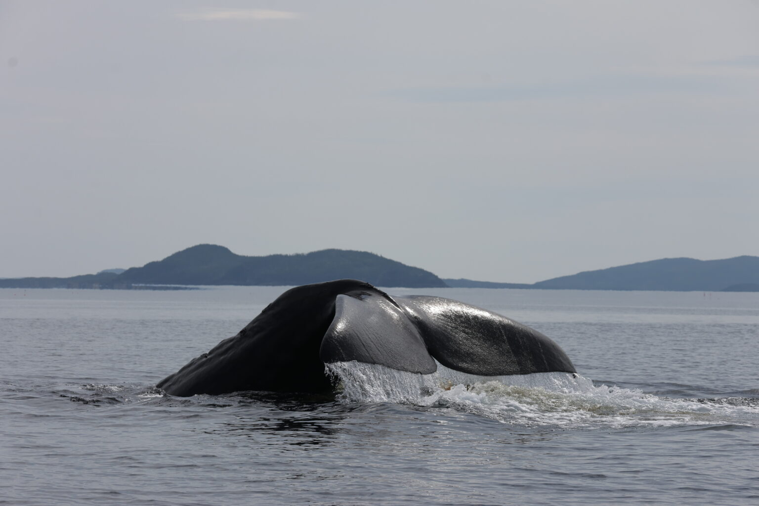 Which kinds of whales can I see in Newfoundland? | Sea Of Whales Adventures