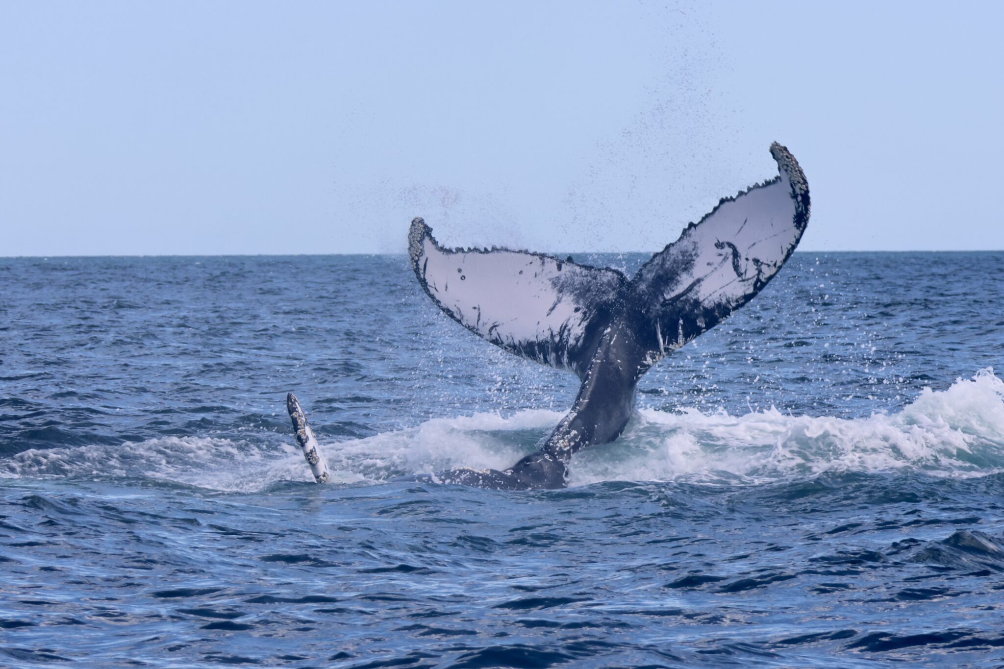 Coastal Geology | Sea Of Whales Adventures