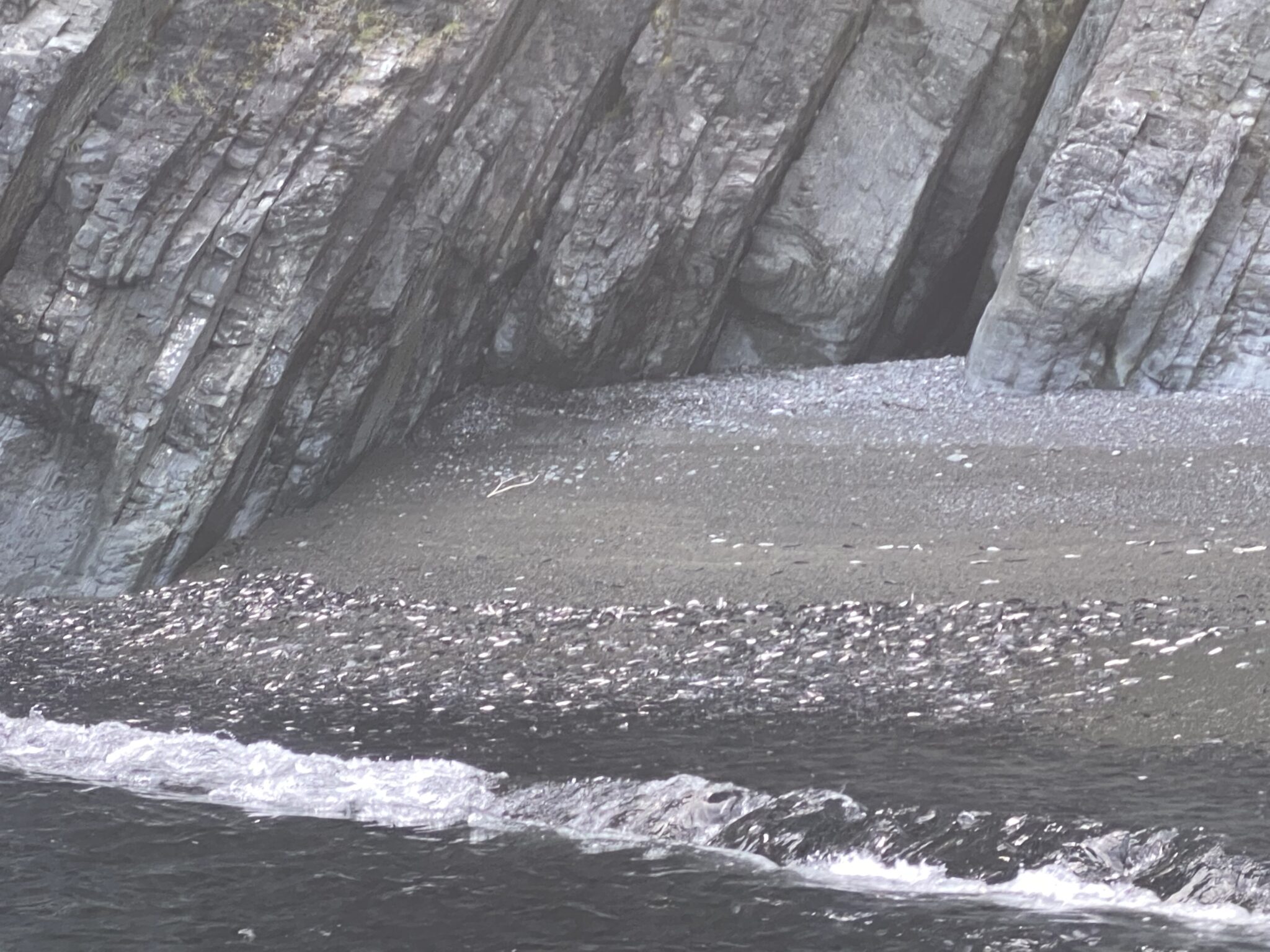 The Tiny But Mighty - Capelin! | Sea Of Whales Adventures